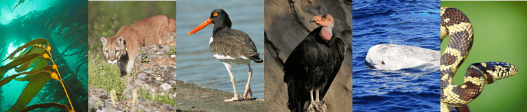 Wrens (Family: Troglodytidae) - Pacific Wildlife Institute
