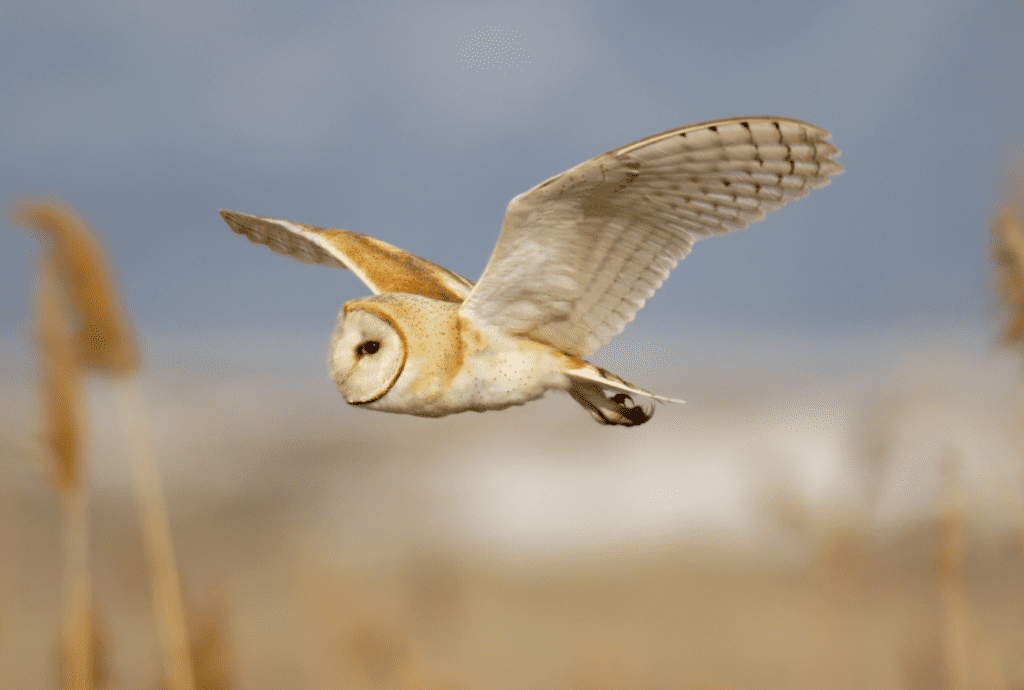American Barn Owl (Tyto furcata) - Pacific Wildlife Institute
