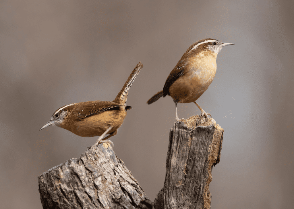 Wrens (Family: Troglodytidae) - Pacific Wildlife Institute