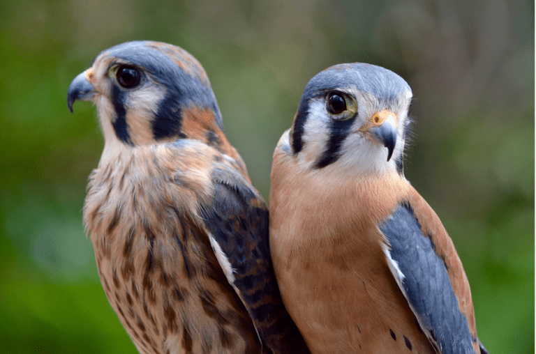 American Kestrel - Pacific Wildlife Institute