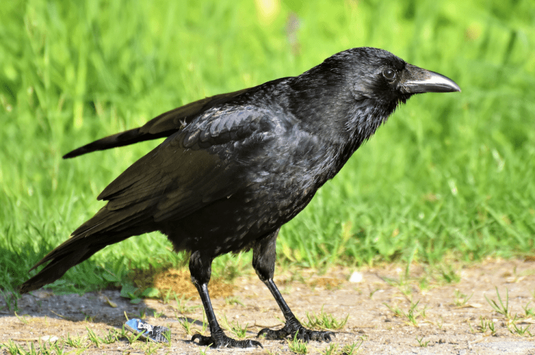 Corvids: The Intelligent Bird Family - Pacific Wildlife Institute
