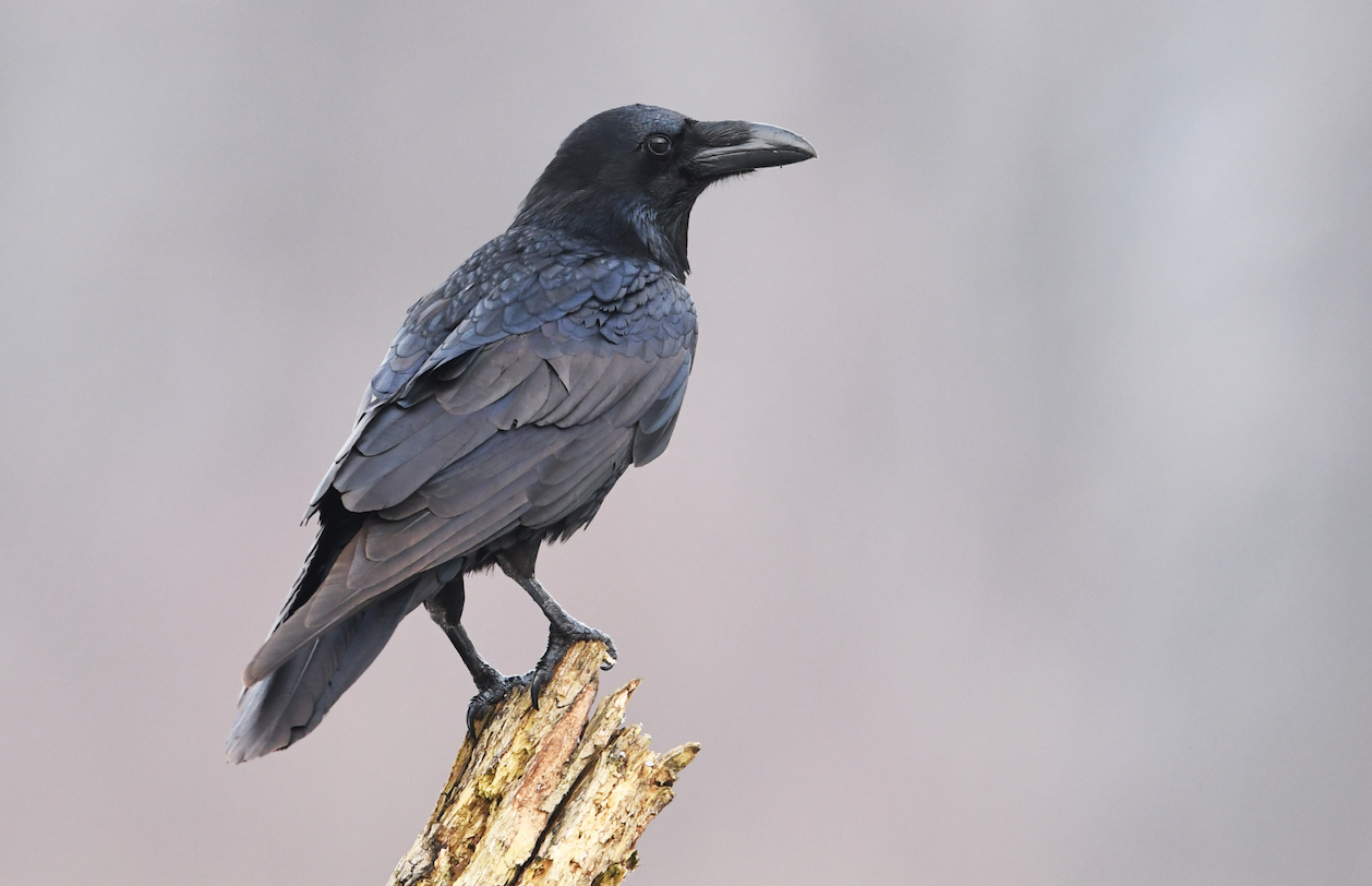 Corvids: The Intelligent Bird Family - Pacific Wildlife Institute