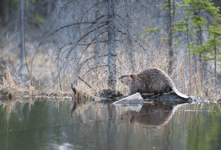 A Historic Return of Beavers in Sierra Nevada - Pacific Wildlife Institute