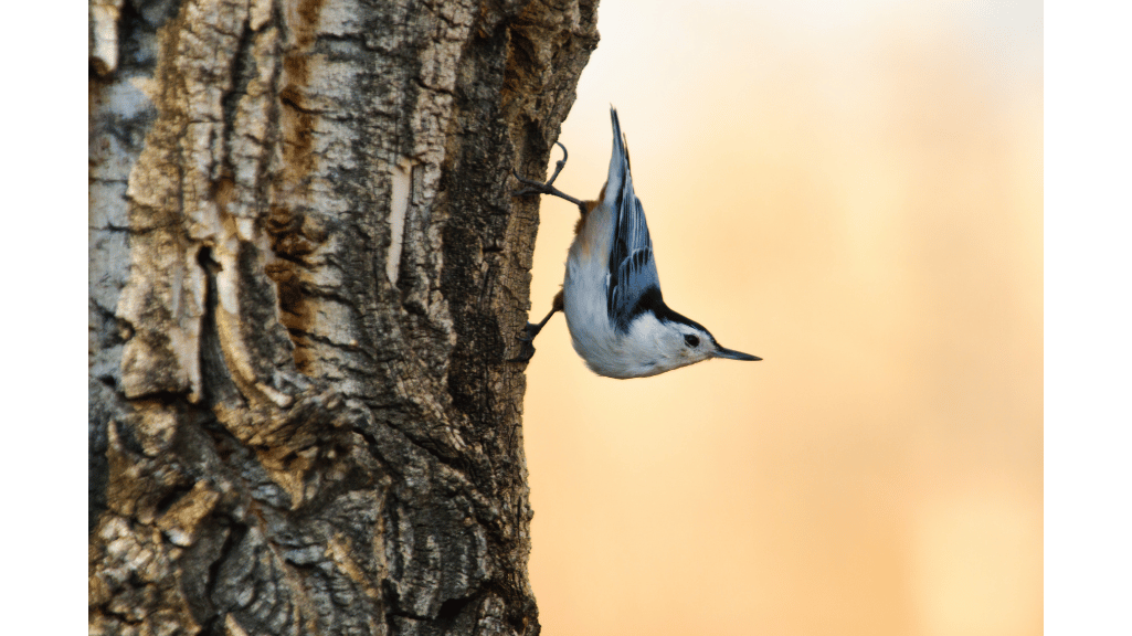 Nuthatches - Pacific Wildlife Institute