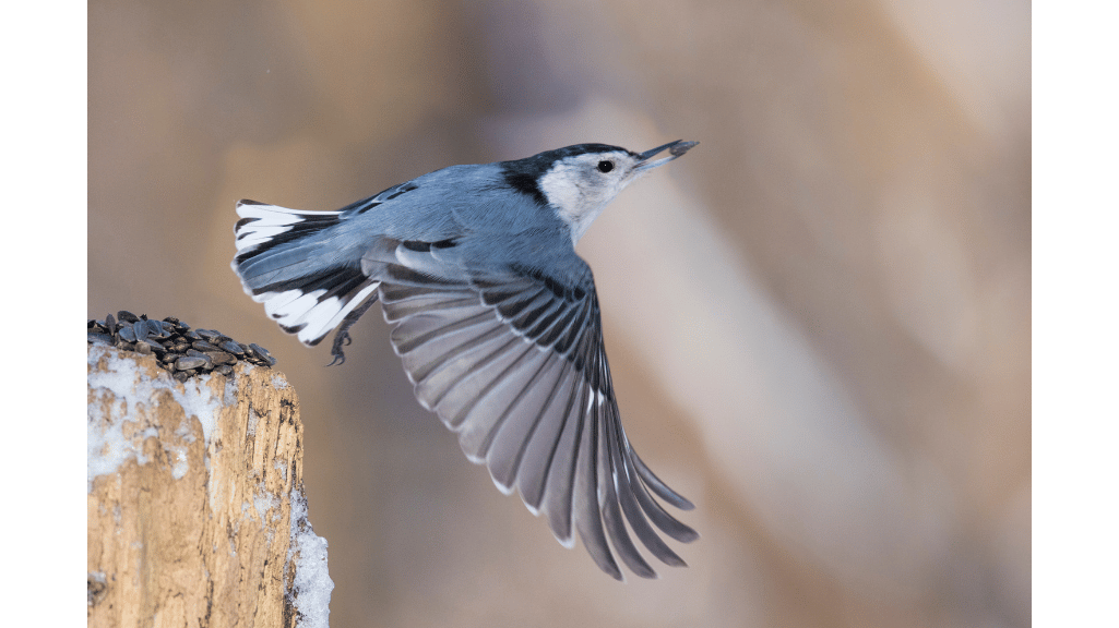Nuthatches - Pacific Wildlife Institute