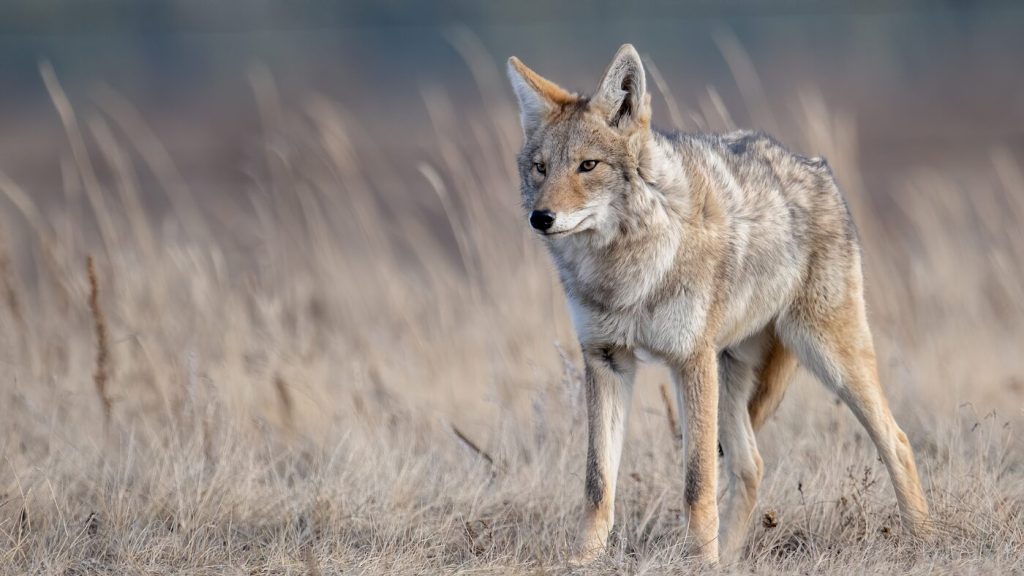 Understanding Coyote Breeding Season - Pacific Wildlife Institute